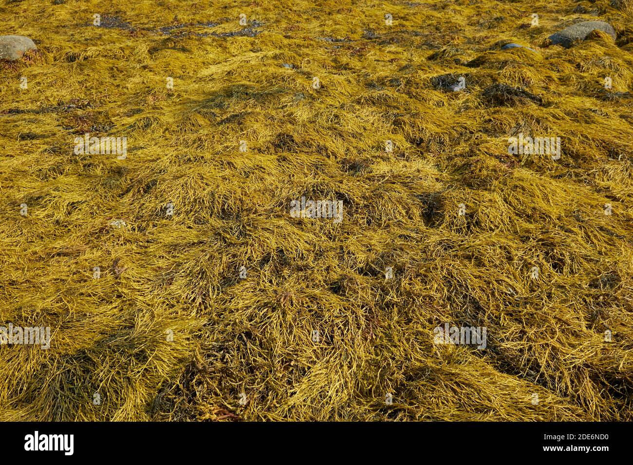 A detail of a carpet of exposed yellow seaweed during low tide on a ...