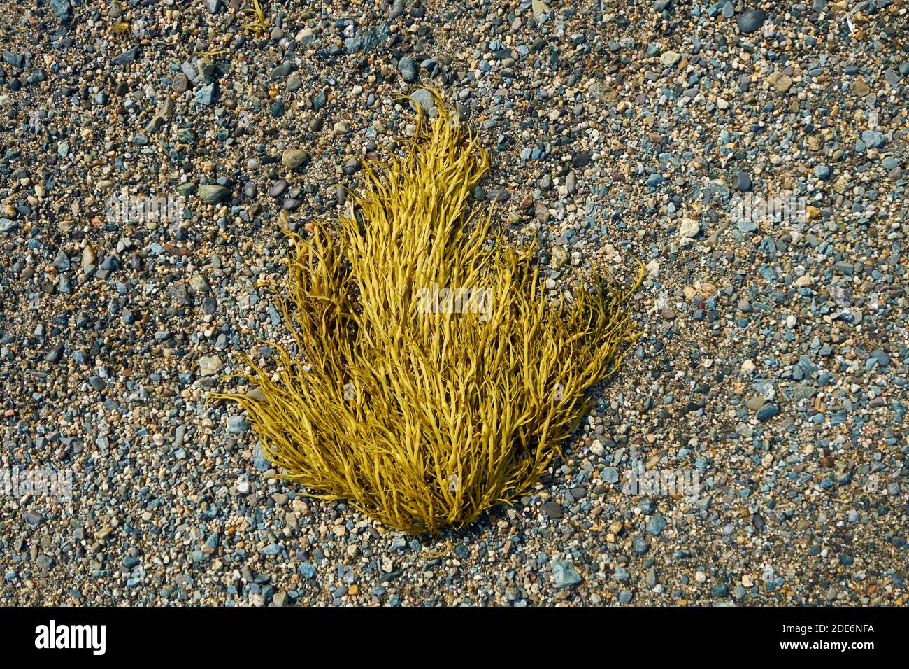 A close up of a piece of yellow seaweed during low tide on a rocky ...