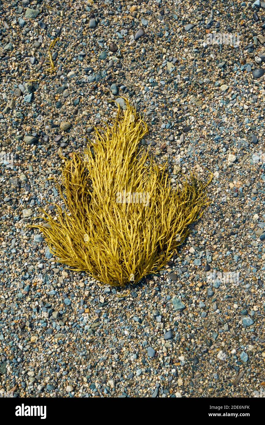 A close up of a piece of yellow seaweed during low tide on a rocky ...