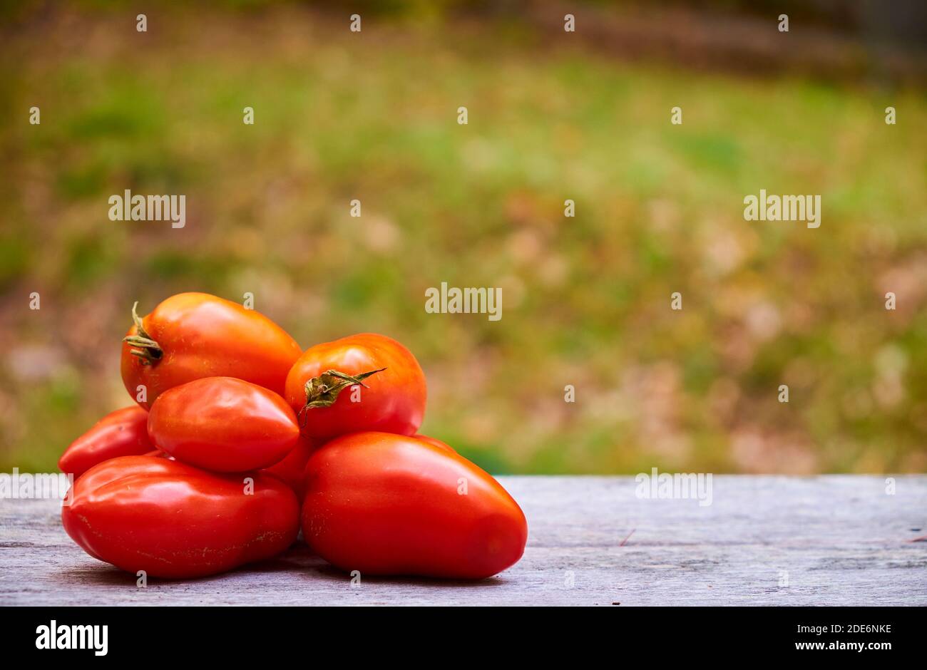 Fresh, local, red, plum, roma tomatoes piled on a deck. In Surry, Maine ...