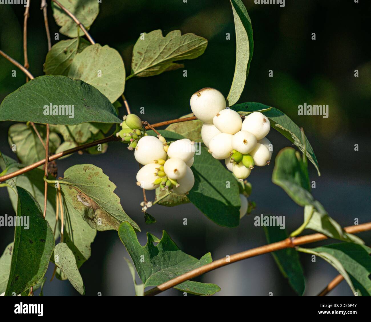 Edible pearls hi-res stock photography and images - Alamy