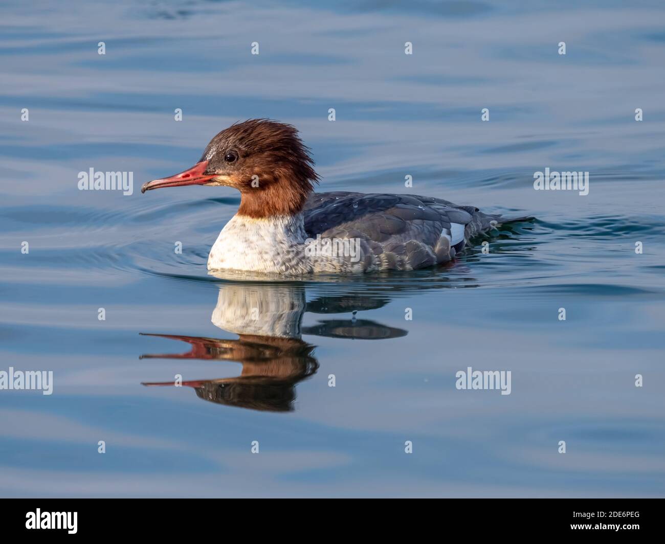 Common merganser duck breed hi-res stock photography and images - Alamy