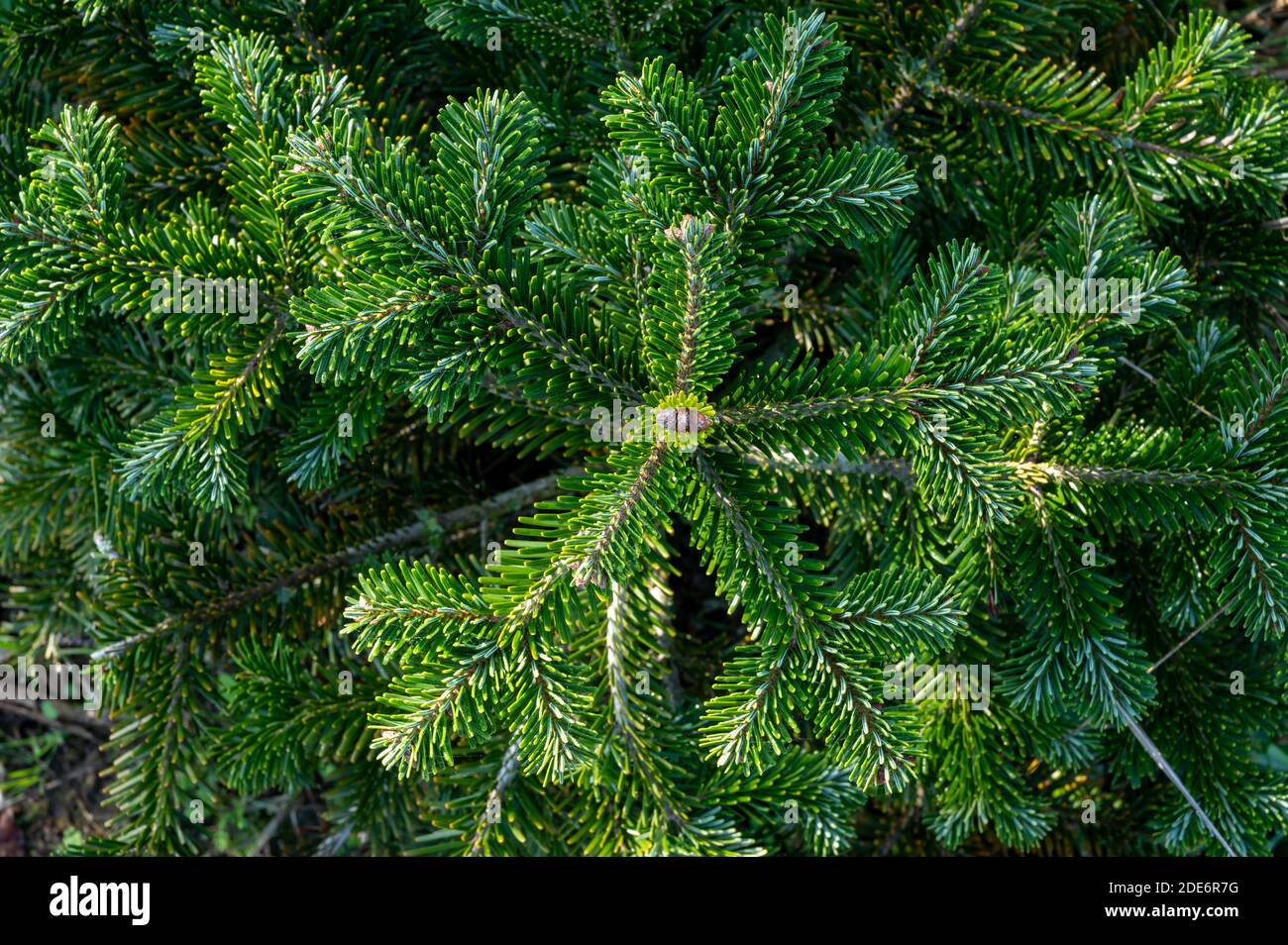 Plantation of evergreen nordmann firs, christmas tree growing ourdoor ...