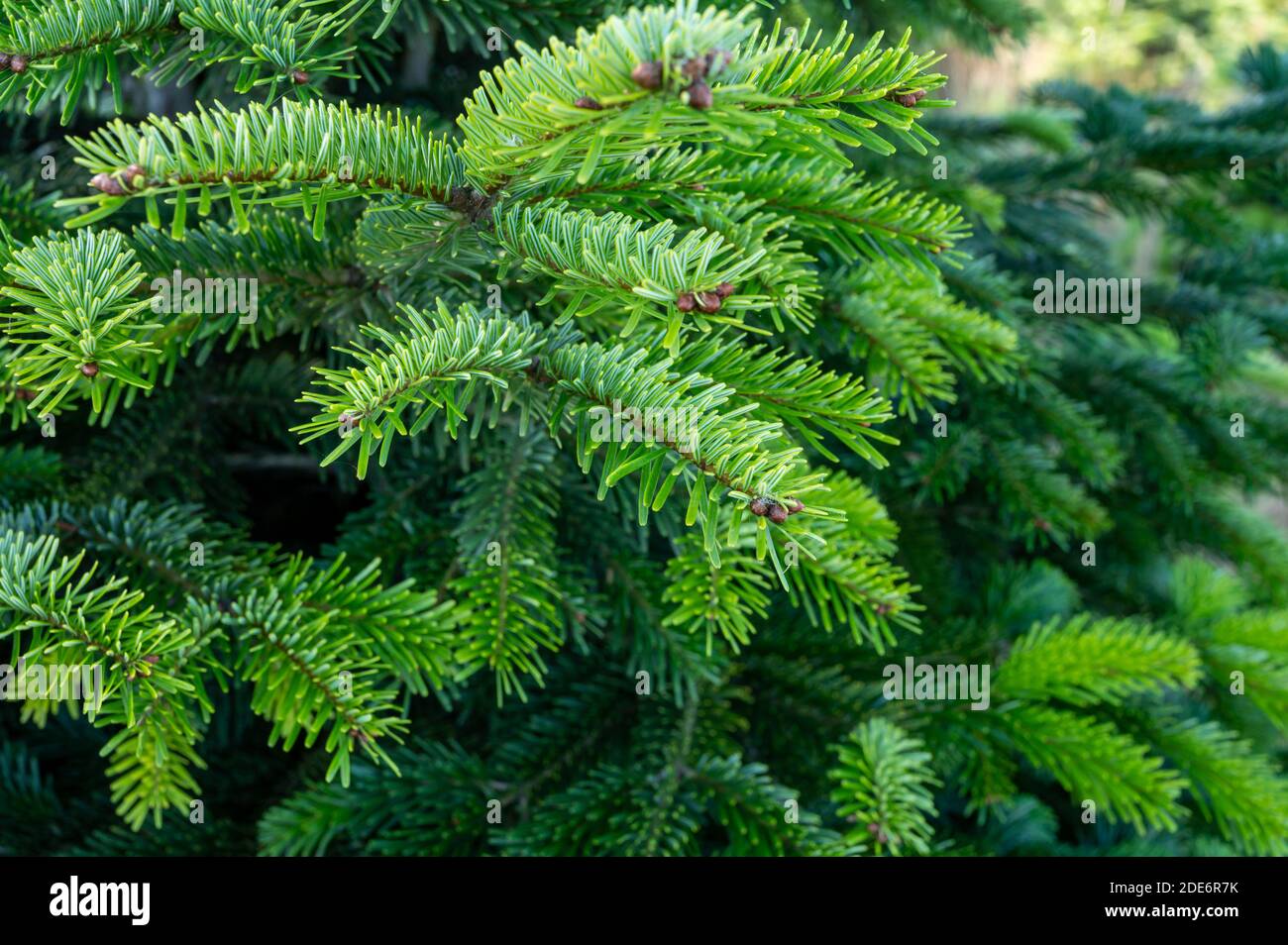Plantation of evergreen nordmann firs, christmas tree growing ourdoor ...