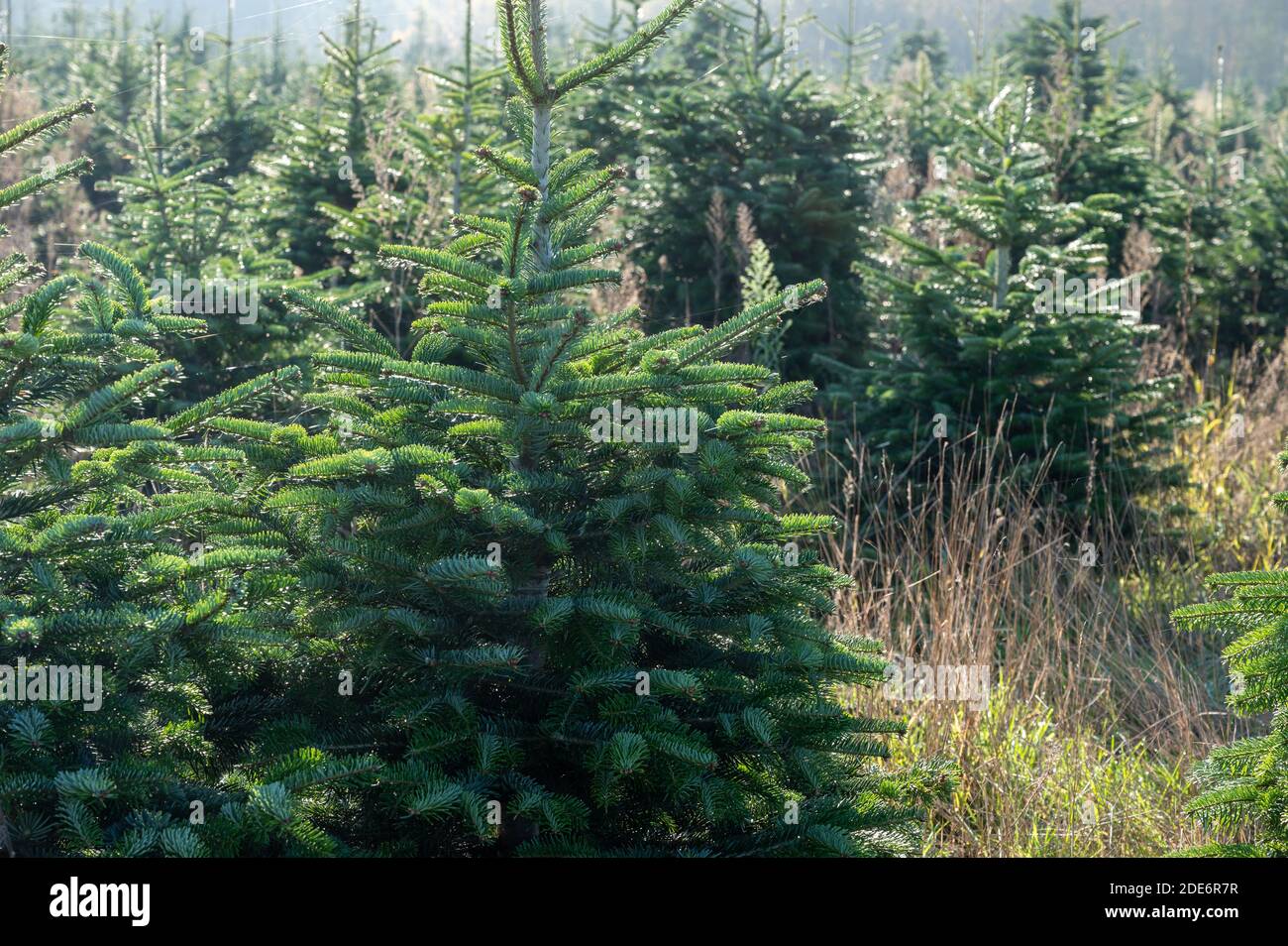 Plantation of evergreen nordmann firs, christmas tree growing ourdoor ...