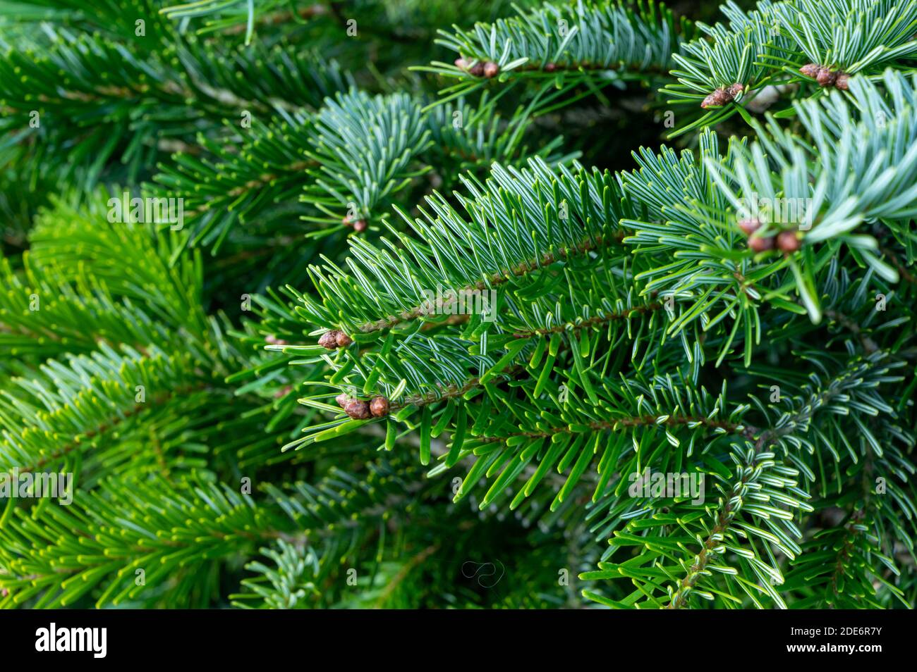 Plantation of evergreen nordmann firs, christmas tree growing ourdoor ...