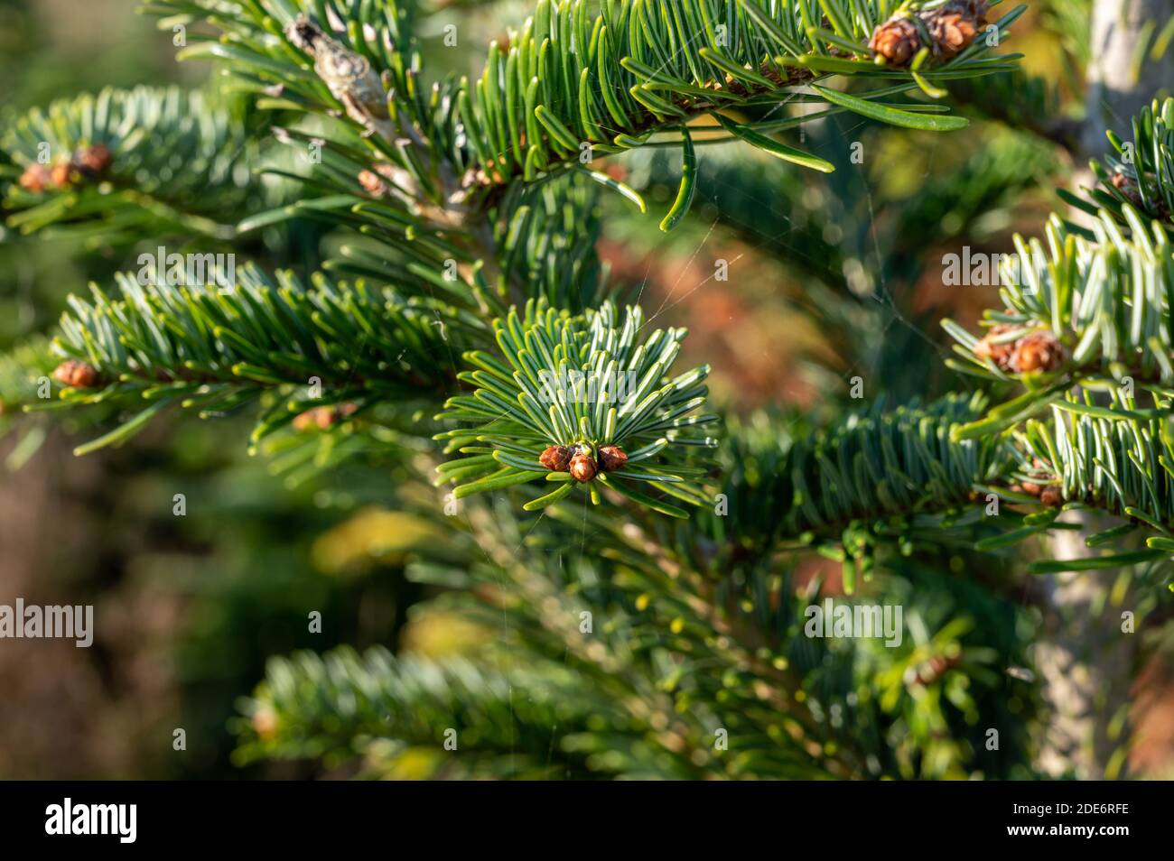 Plantation of evergreen nordmann firs, christmas tree growing ourdoor ...