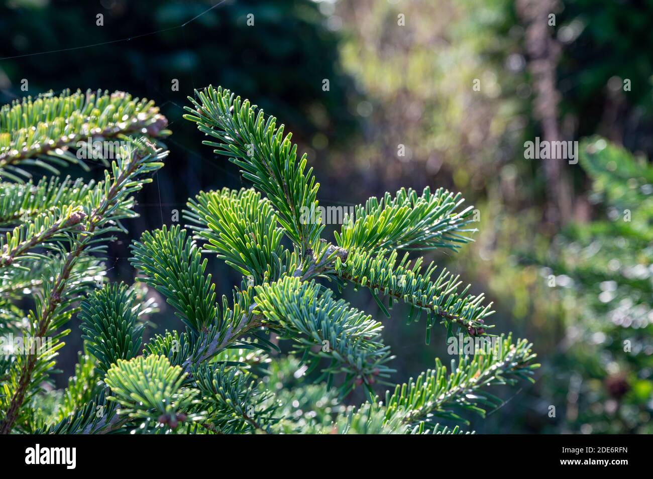 Plantation of evergreen nordmann firs, christmas tree growing ourdoor ...