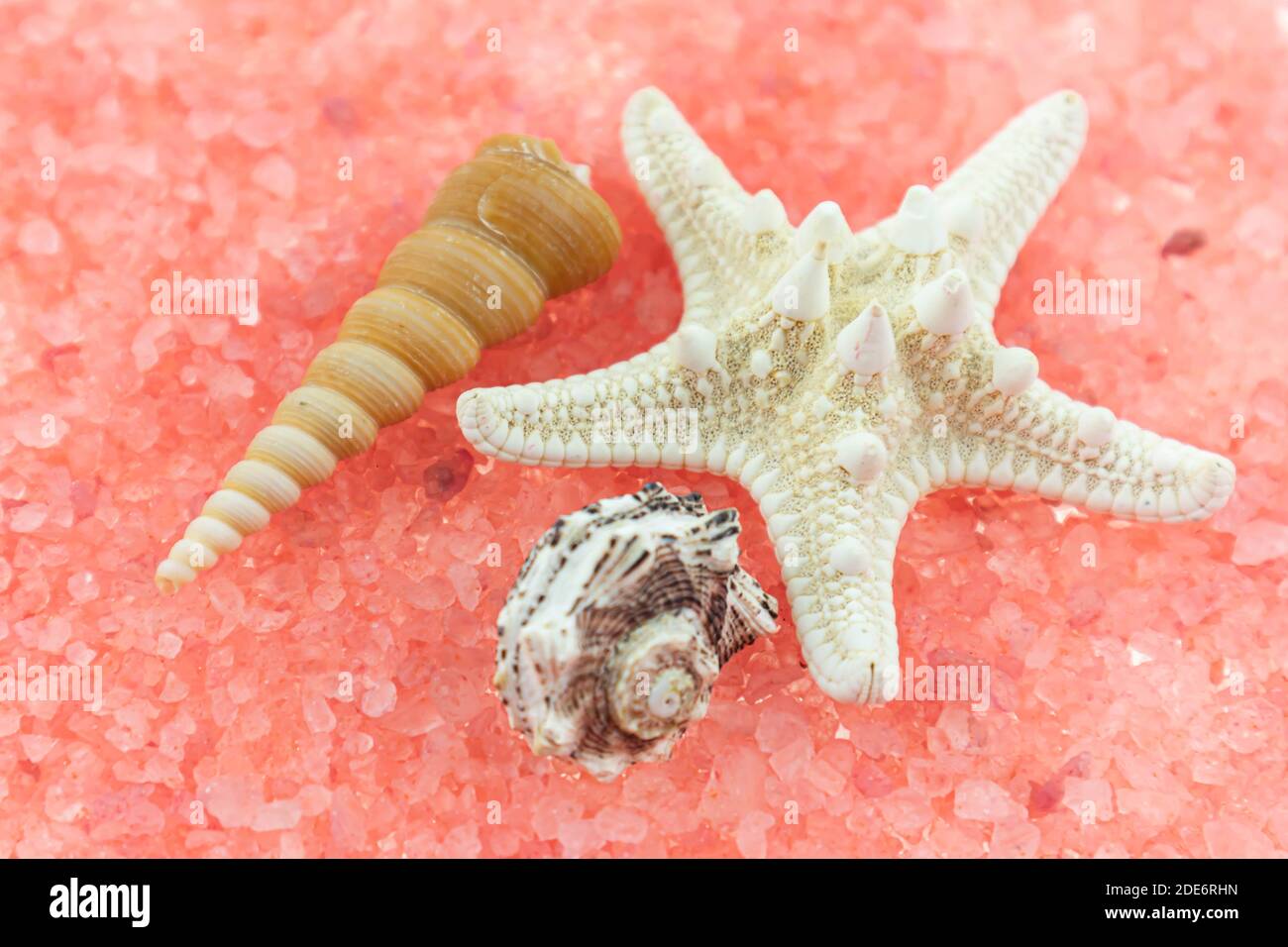 White seashells of various shapes and sizes lie on a pink background ...