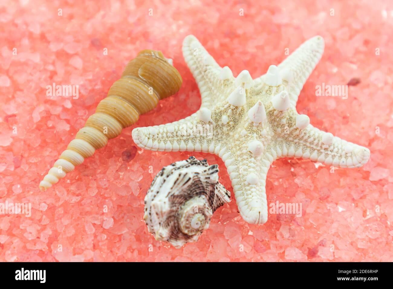 White seashells of various shapes and sizes lie on a pink background ...