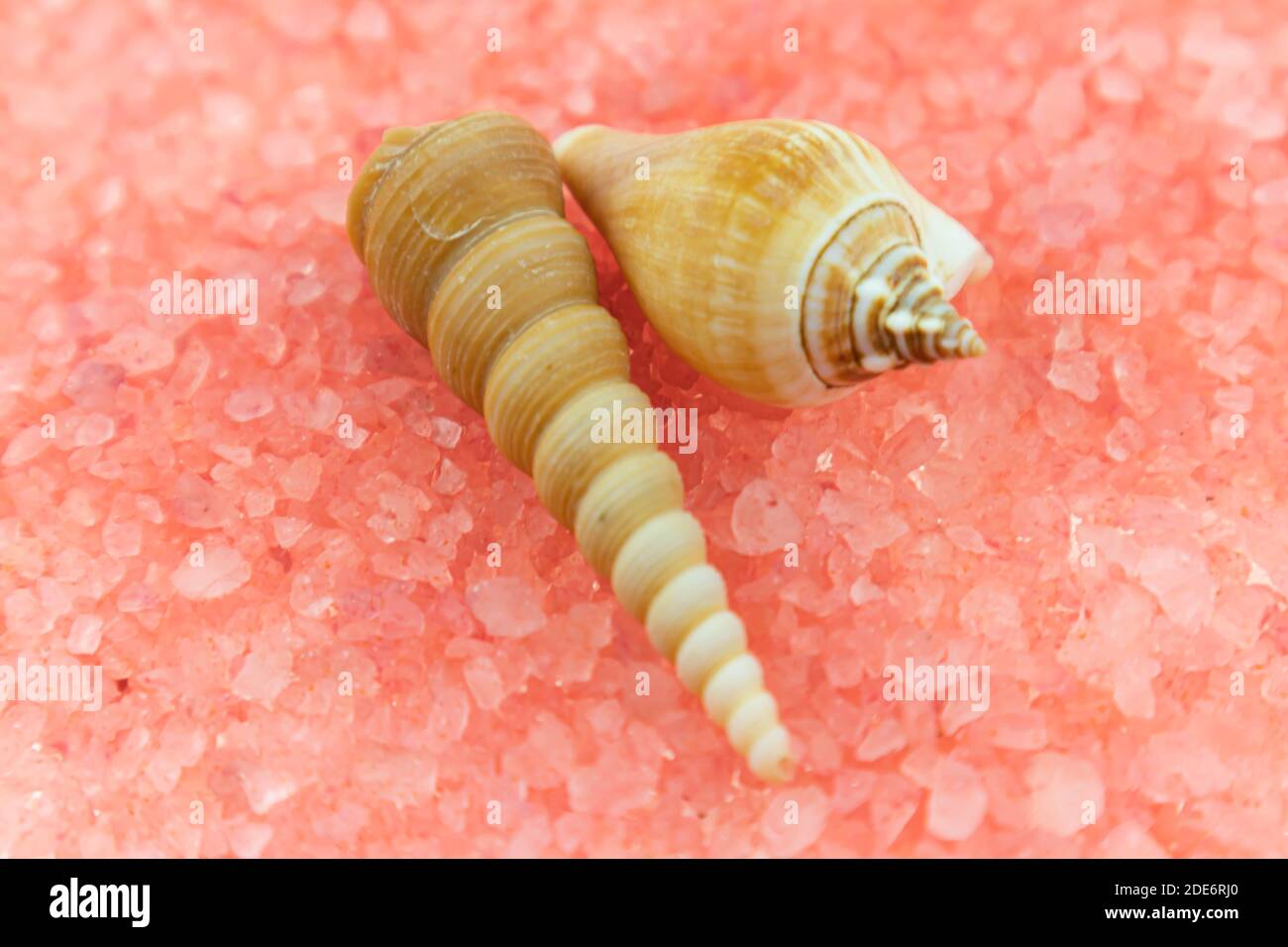 White seashells of various shapes and sizes lie on a pink background ...