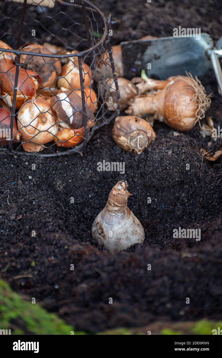 Autumn garden works, planting in ground spring flowers bulbs of tulips ...