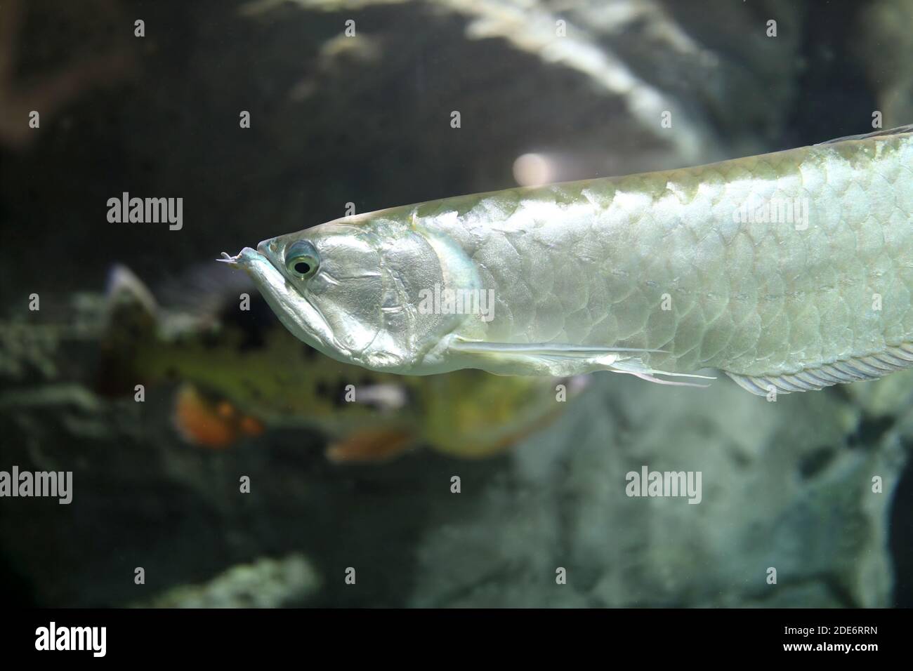 Aquarium Fish Silver White High Resolution Stock Photography and Images ...