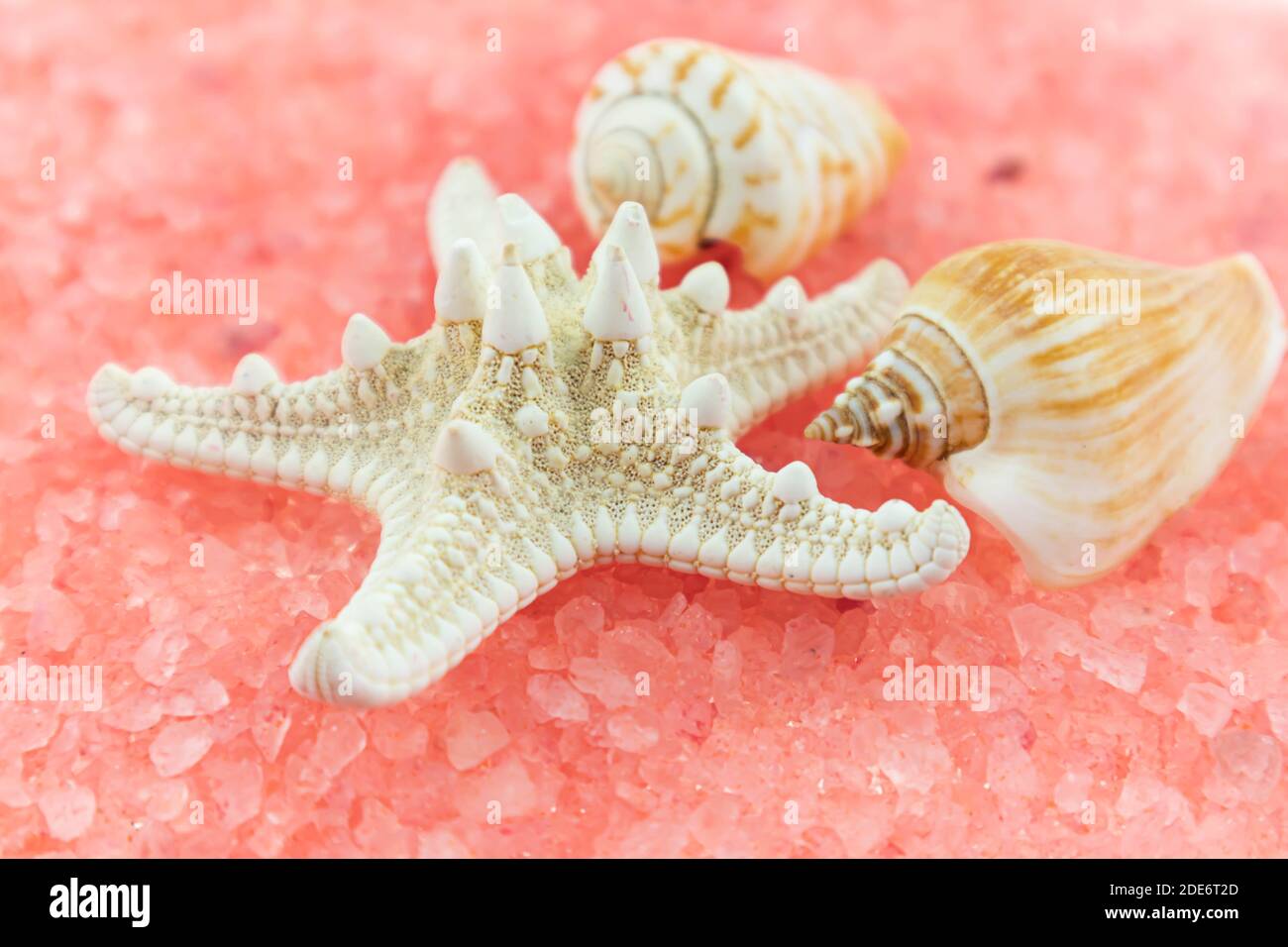 White seashells of various shapes and sizes lie on a pink background ...