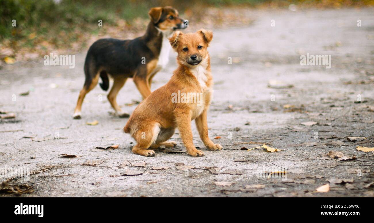 Cute red dog looking at the camera in the street Stock Photo - Alamy