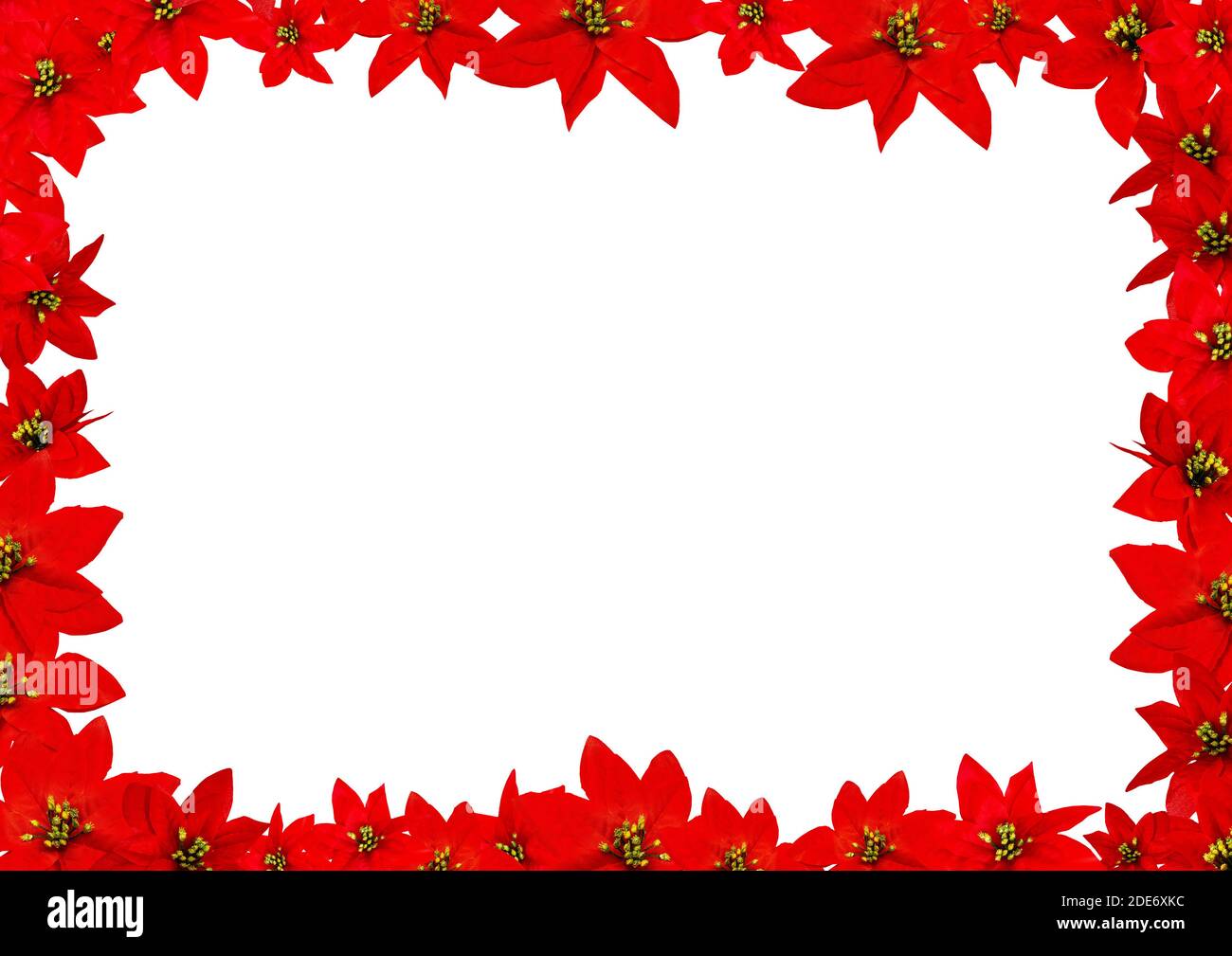Red Christmas Poinsettia Flower Border On A White Background Stock