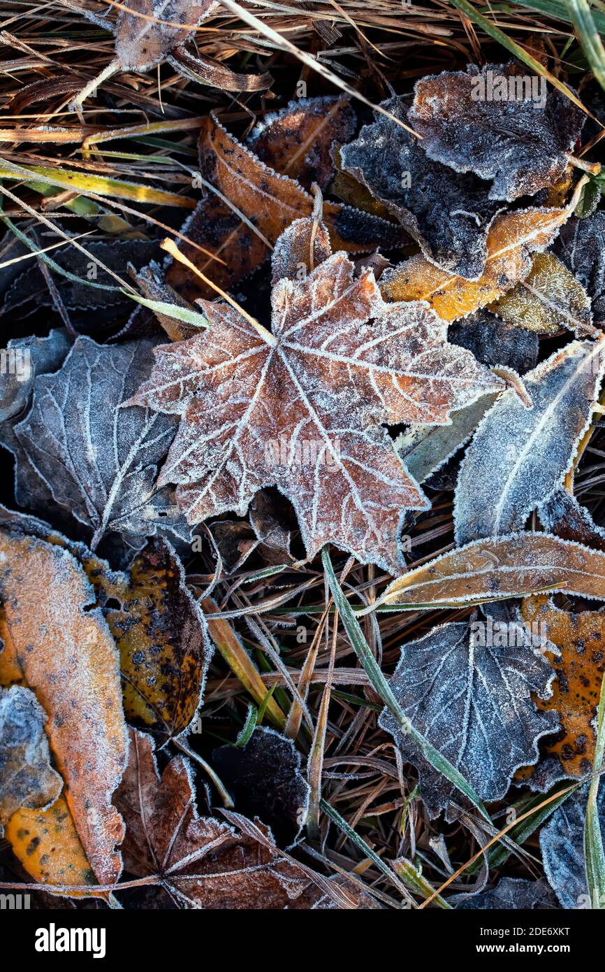 vertical natural background of various fallen tree leaves on the grass ...