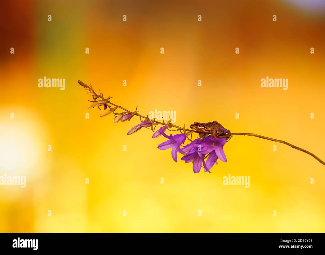 Tree frog on flowers hi-res stock photography and images - Alamy