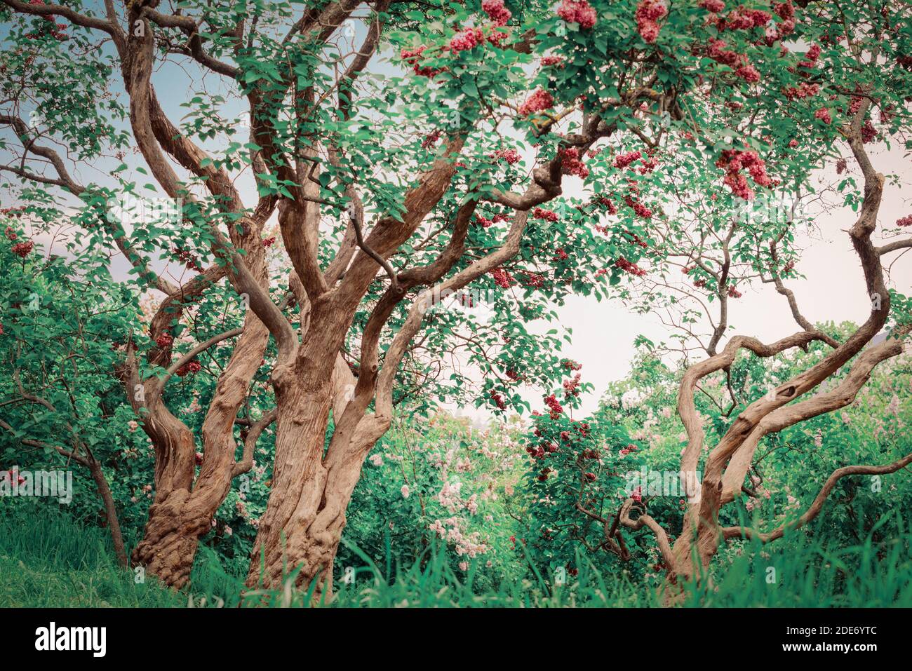 beautiful landscape with old lilac tree blossoming in the garden. Lilac ...