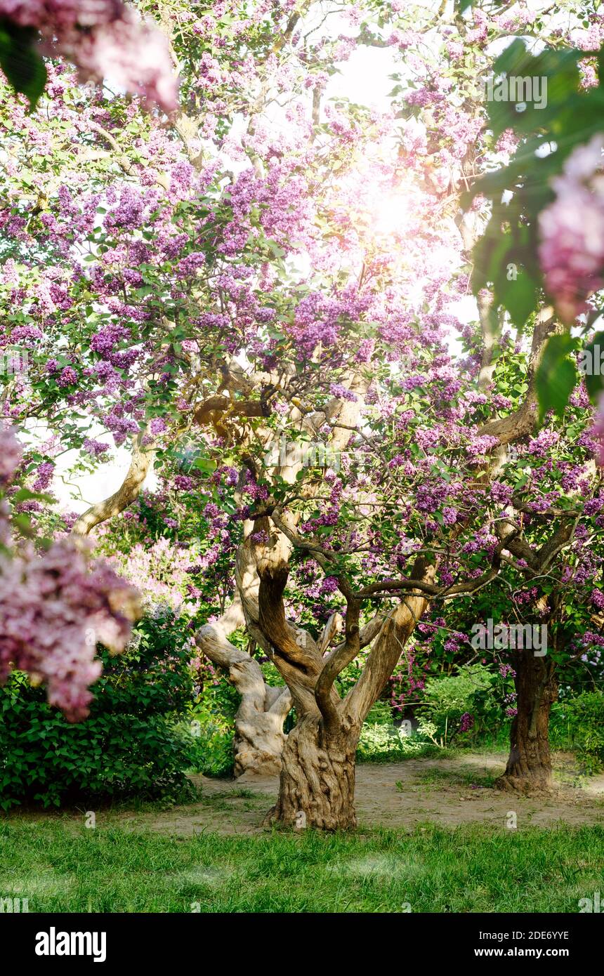 beautiful landscape with old lilac tree blossoming in the garden. Lilac ...