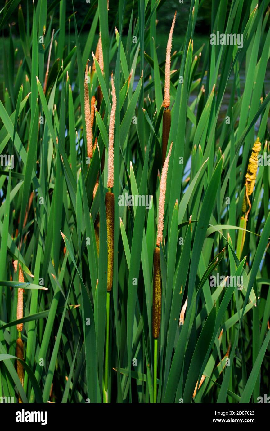 Green stick grass Stock Photo - Alamy