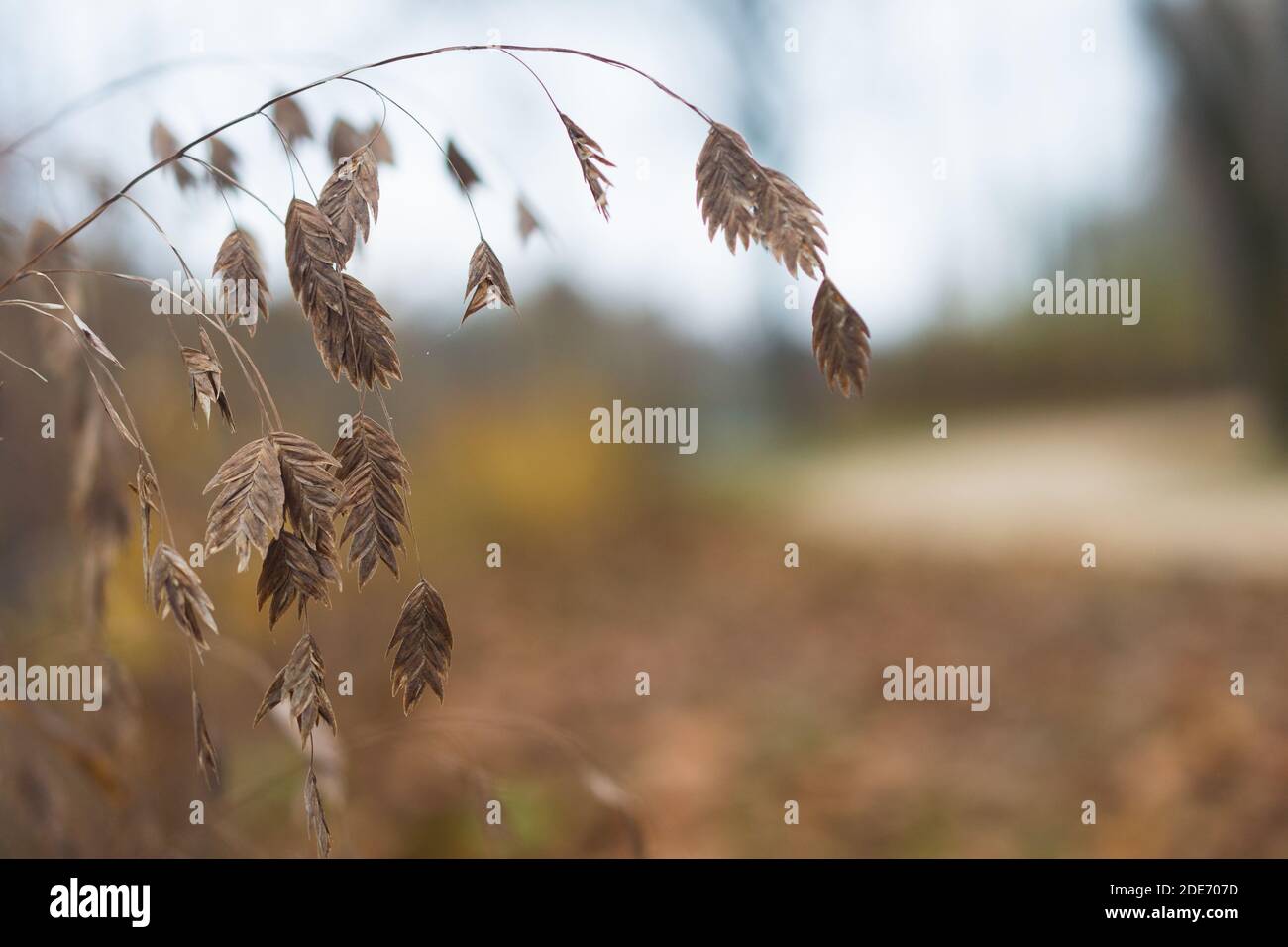 Wild oats growing along a river bank Stock Photo - Alamy