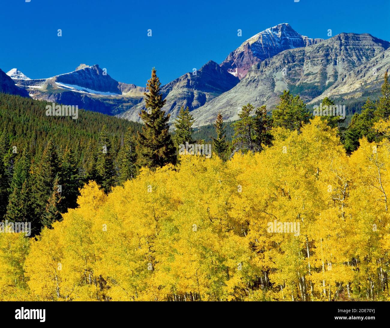 aspen in fall color in north fork cutbank creek valley below peaks of ...