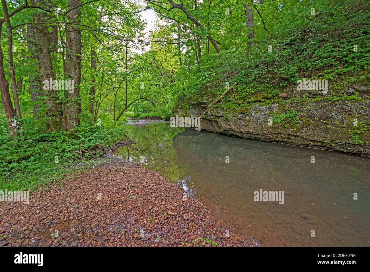 Quiet Stream in the Spring Forest in White Pines State Park in Illinois ...