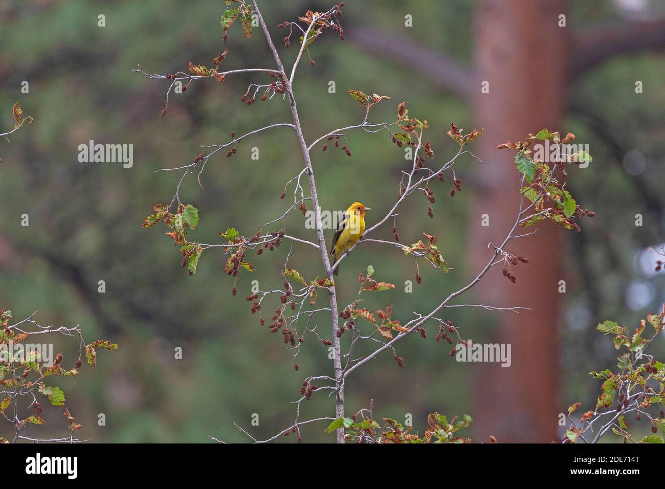 Western tanager colorado rocky mountain hi-res stock photography and ...