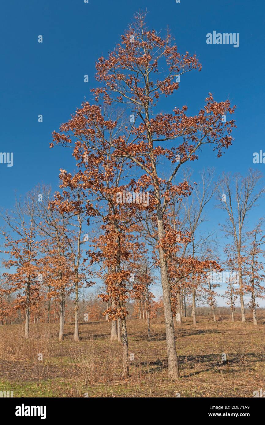 Oak tree grove hi-res stock photography and images - Alamy