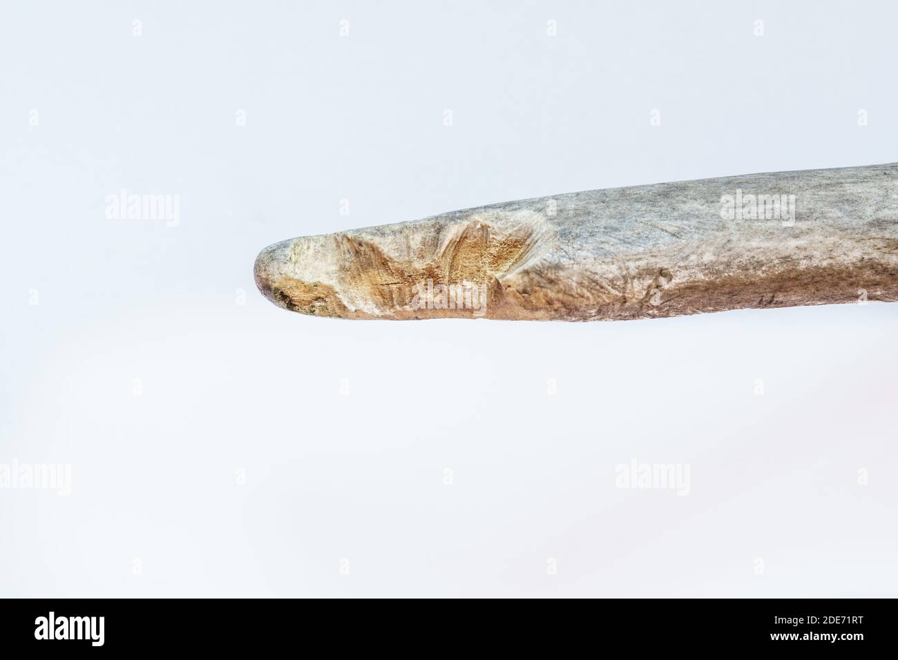 White tailed deer Odocoileus virginianus shed antler showing rodent ...