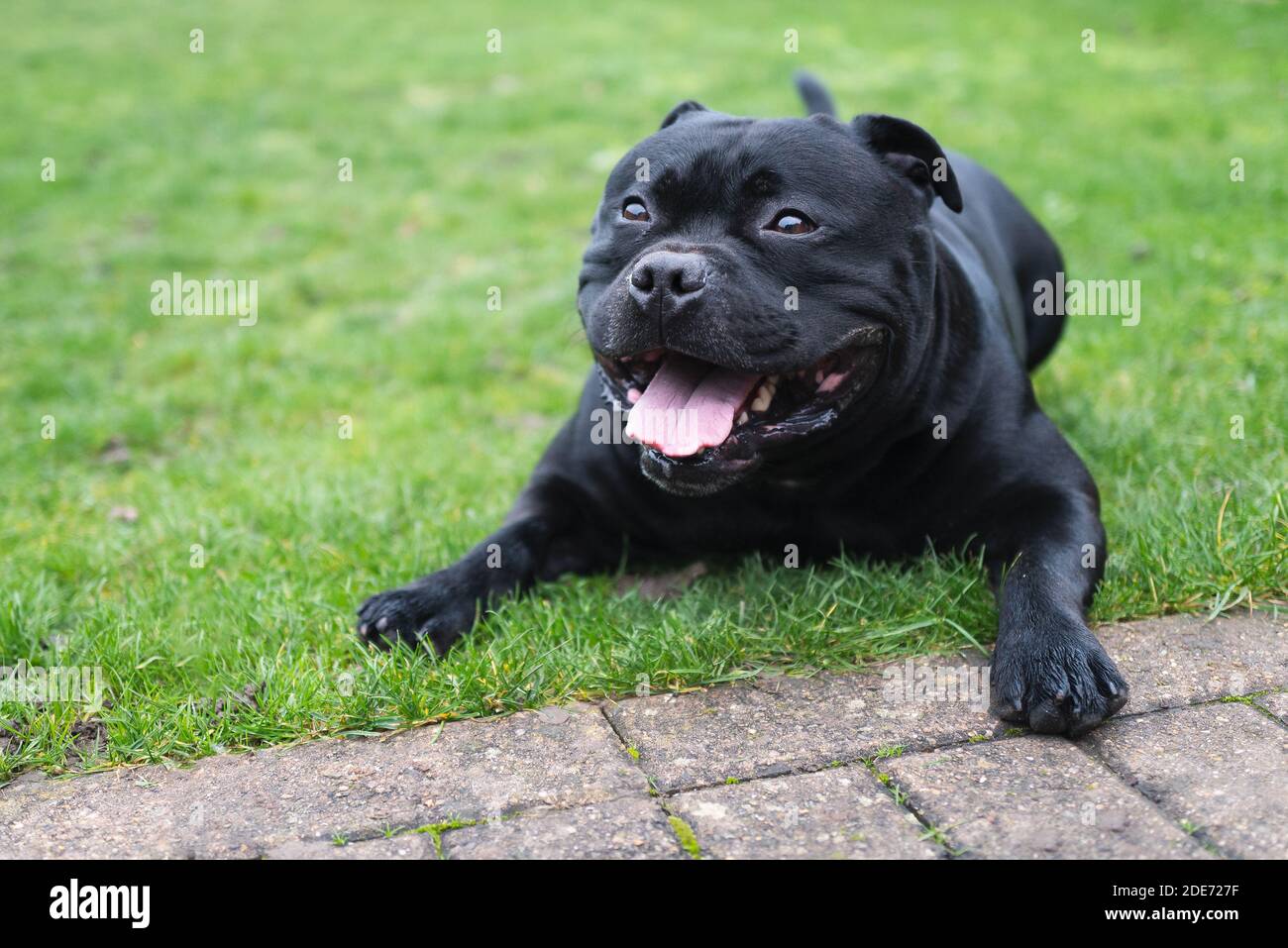 Happy, black, smiling Staffordshire Bull Terrier on lying down outside ...