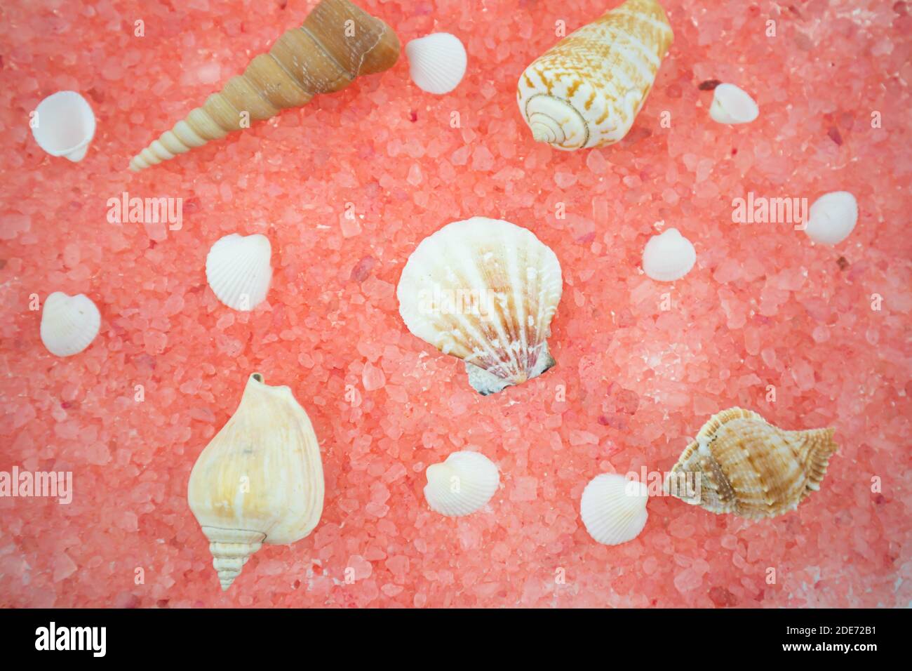 White seashells of various shapes and sizes lie on a pink background ...