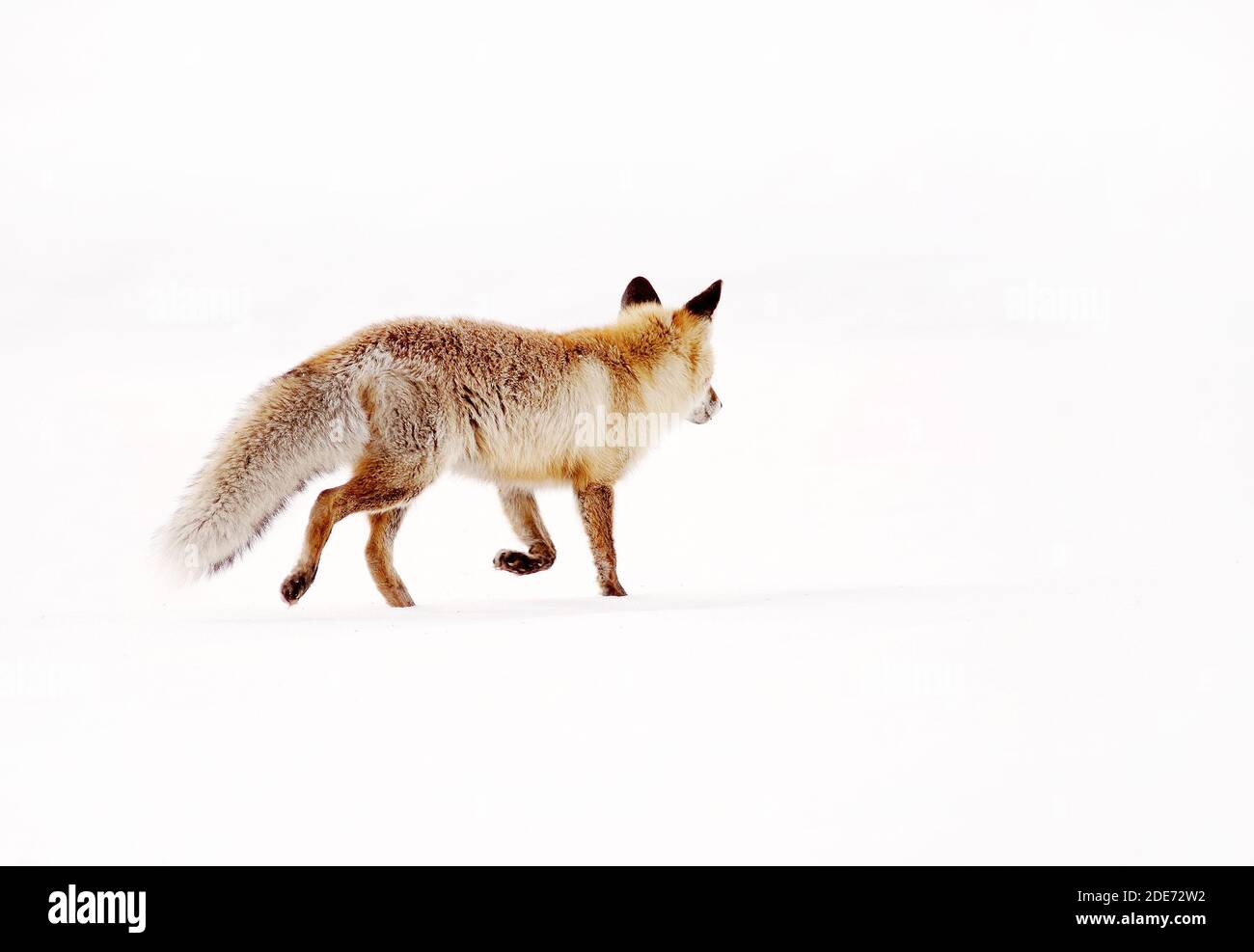 Red fox winter tail Cut Out Stock Images & Pictures - Alamy