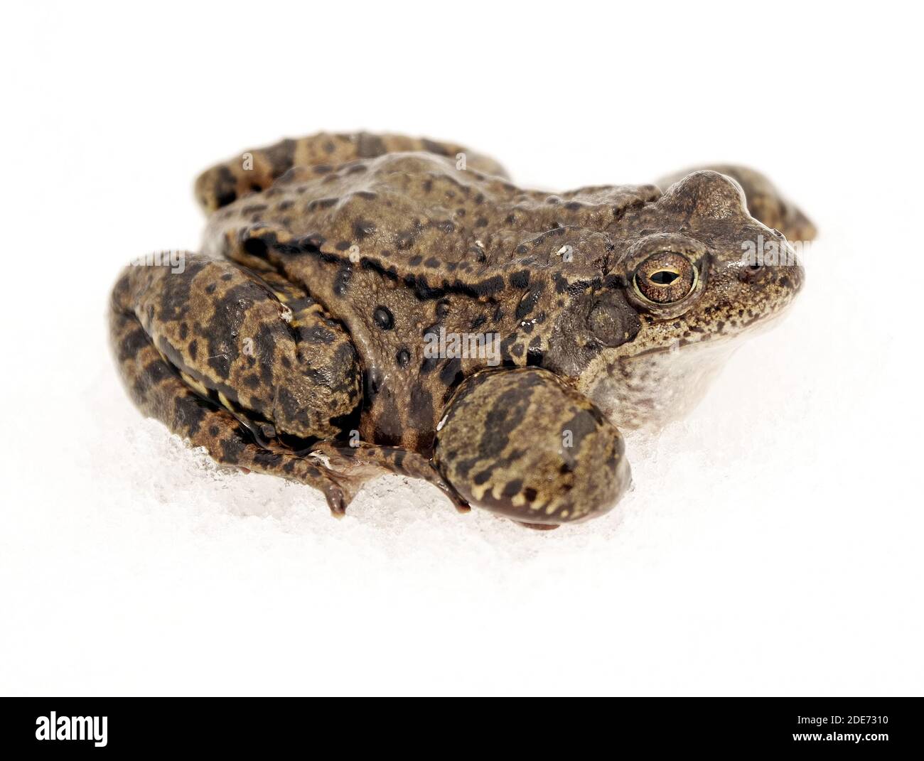 A close up image of a frog on the ice in early spring Stock Photo - Alamy