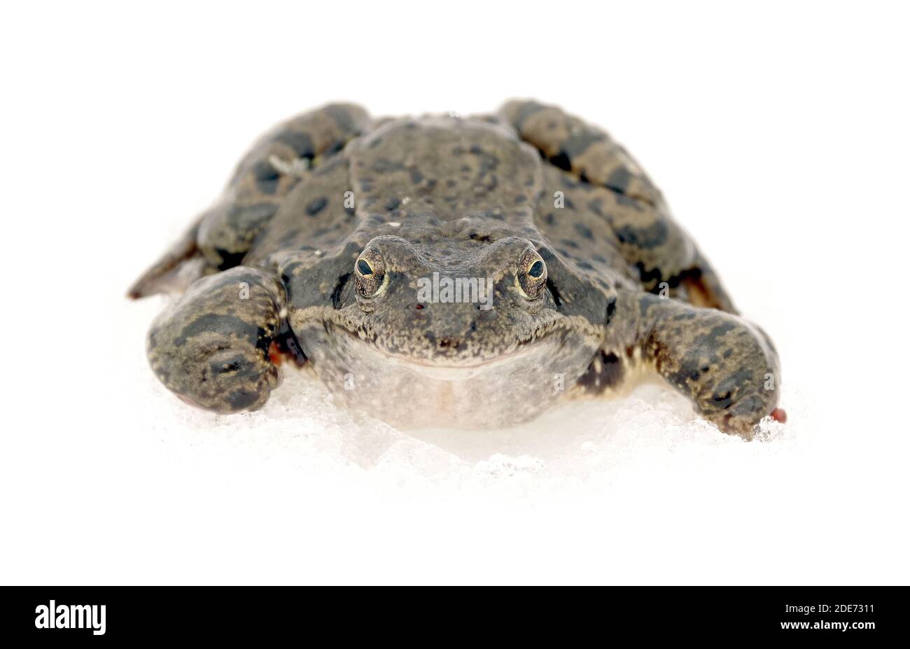 Frog close up in Cut Out Stock Images & Pictures - Alamy