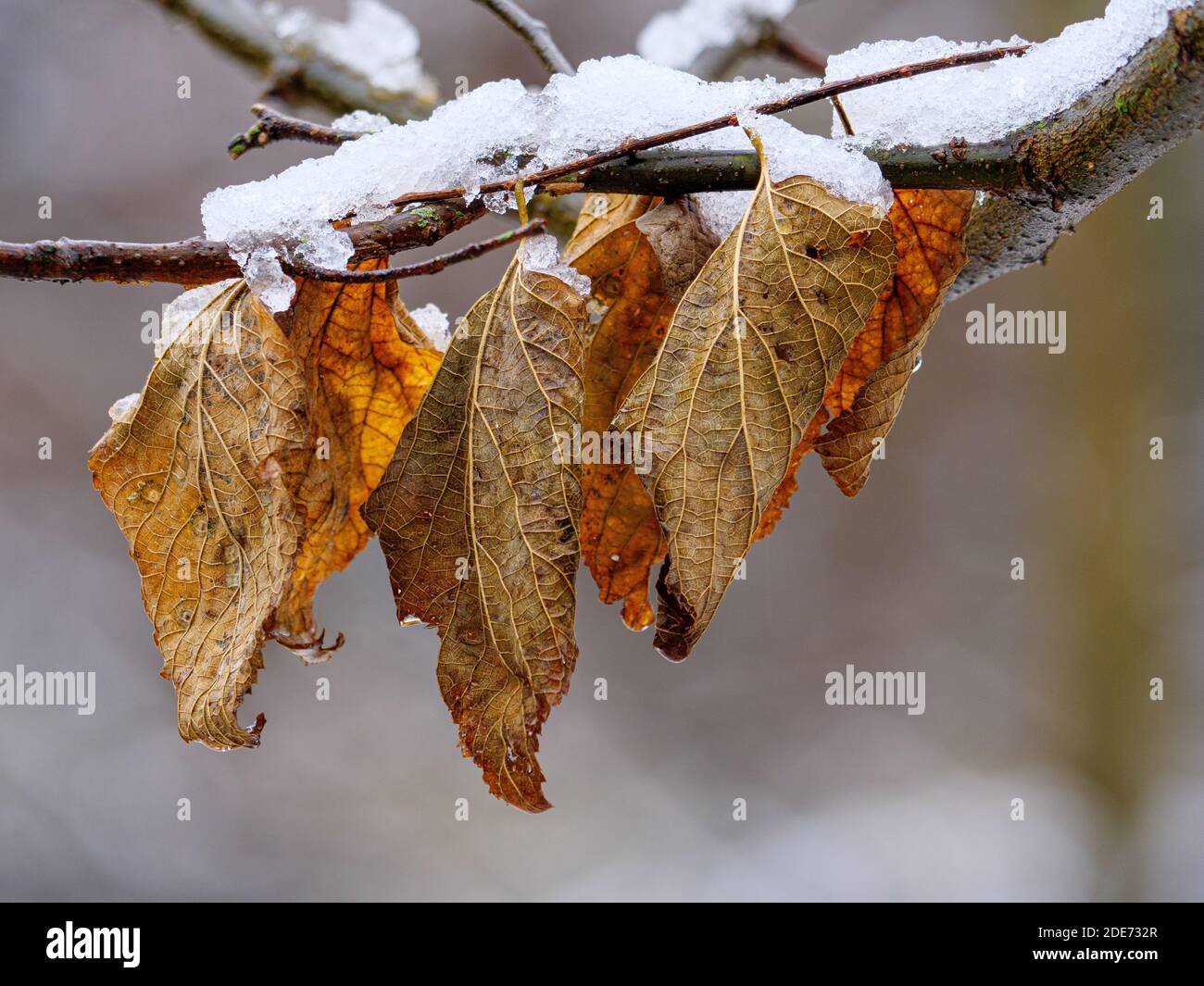 Hackberry hi-res stock photography and images - Alamy