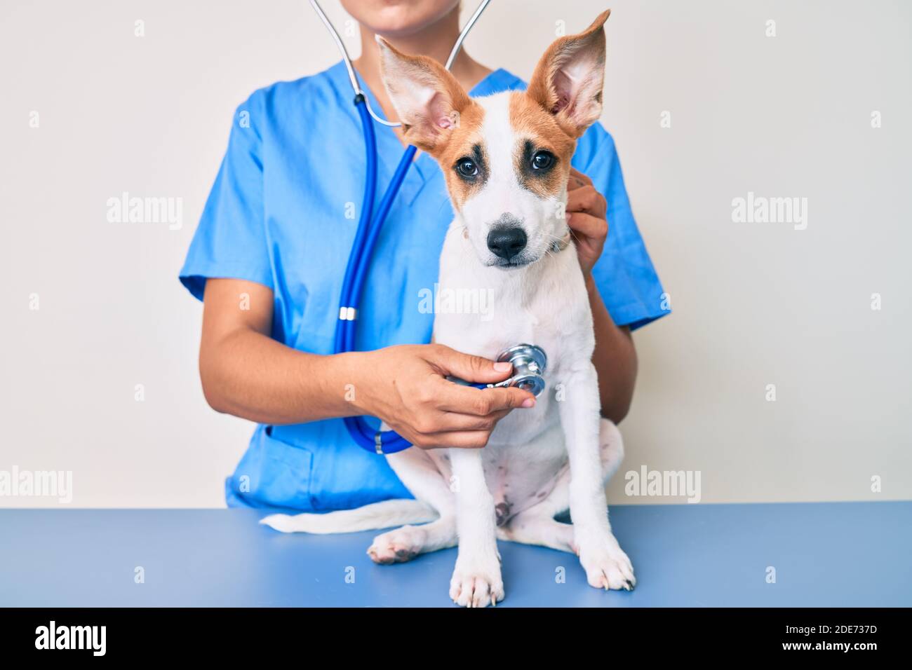 Young puppy at the veterinarian going to health checkup, professional ...