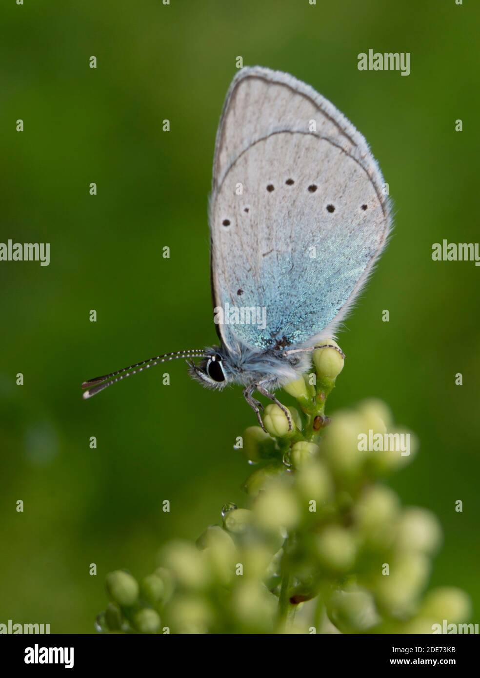 Butterfly transition hi-res stock photography and images - Alamy