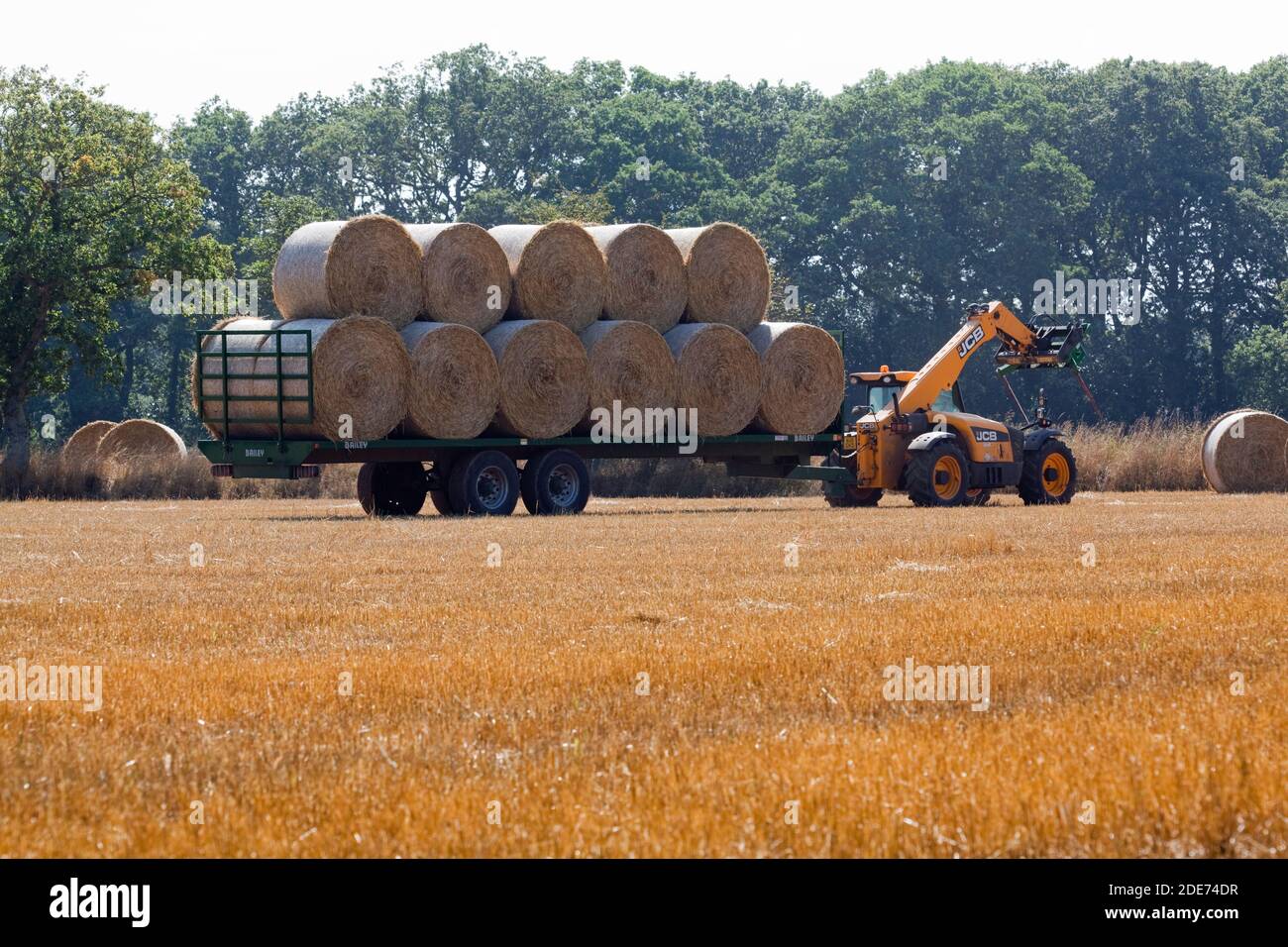 Wheat Cereal Harvest. After combine harvester has cut and threshed out ...