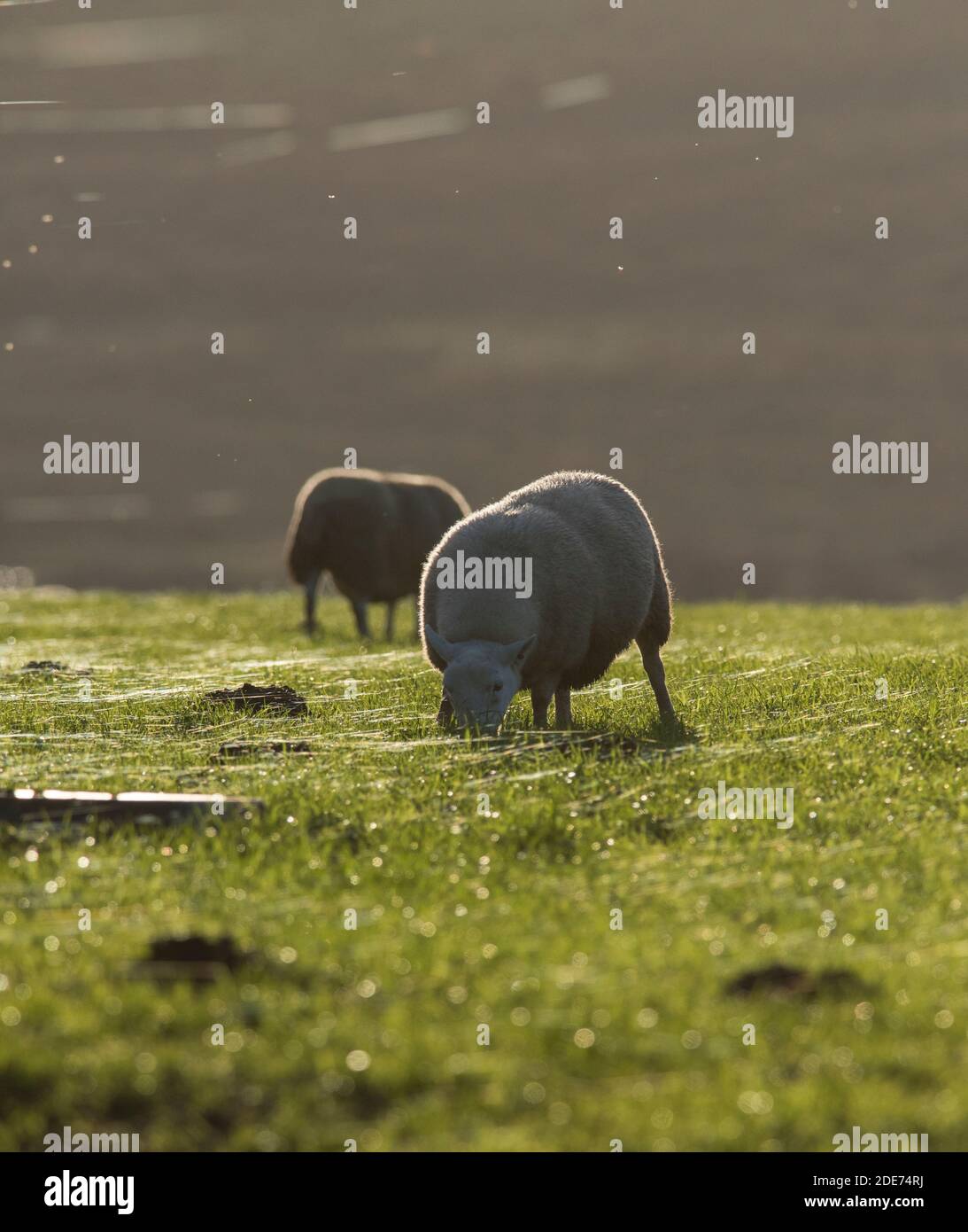 Yorkshire sheep hi-res stock photography and images - Alamy
