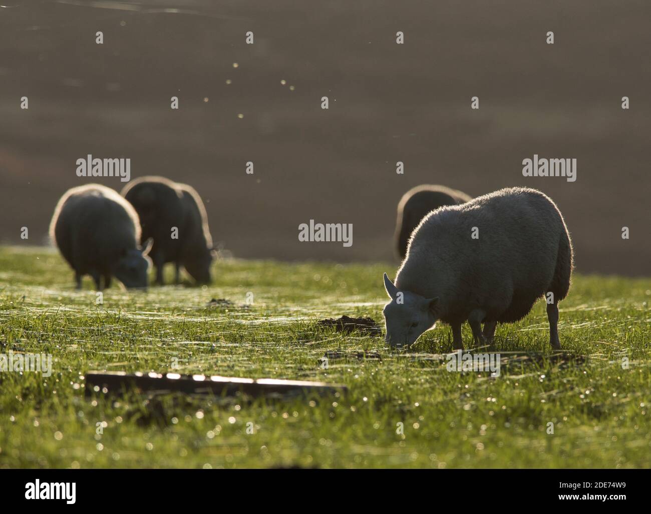 Yorkshire sheep hi-res stock photography and images - Alamy