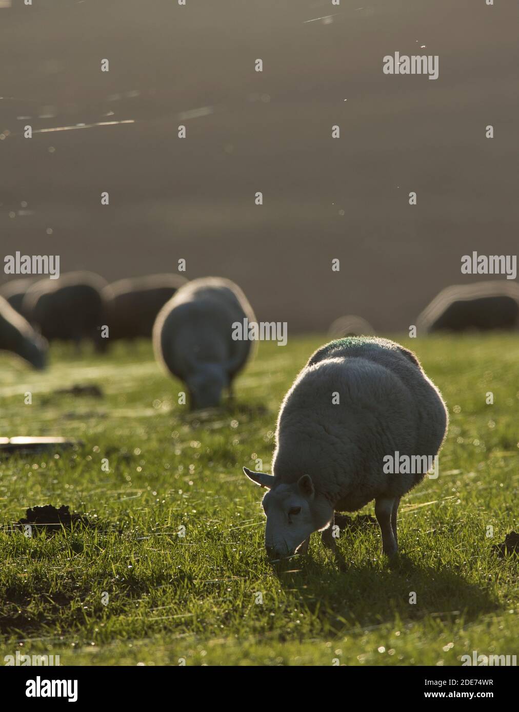 Backlit sheep hi-res stock photography and images - Alamy