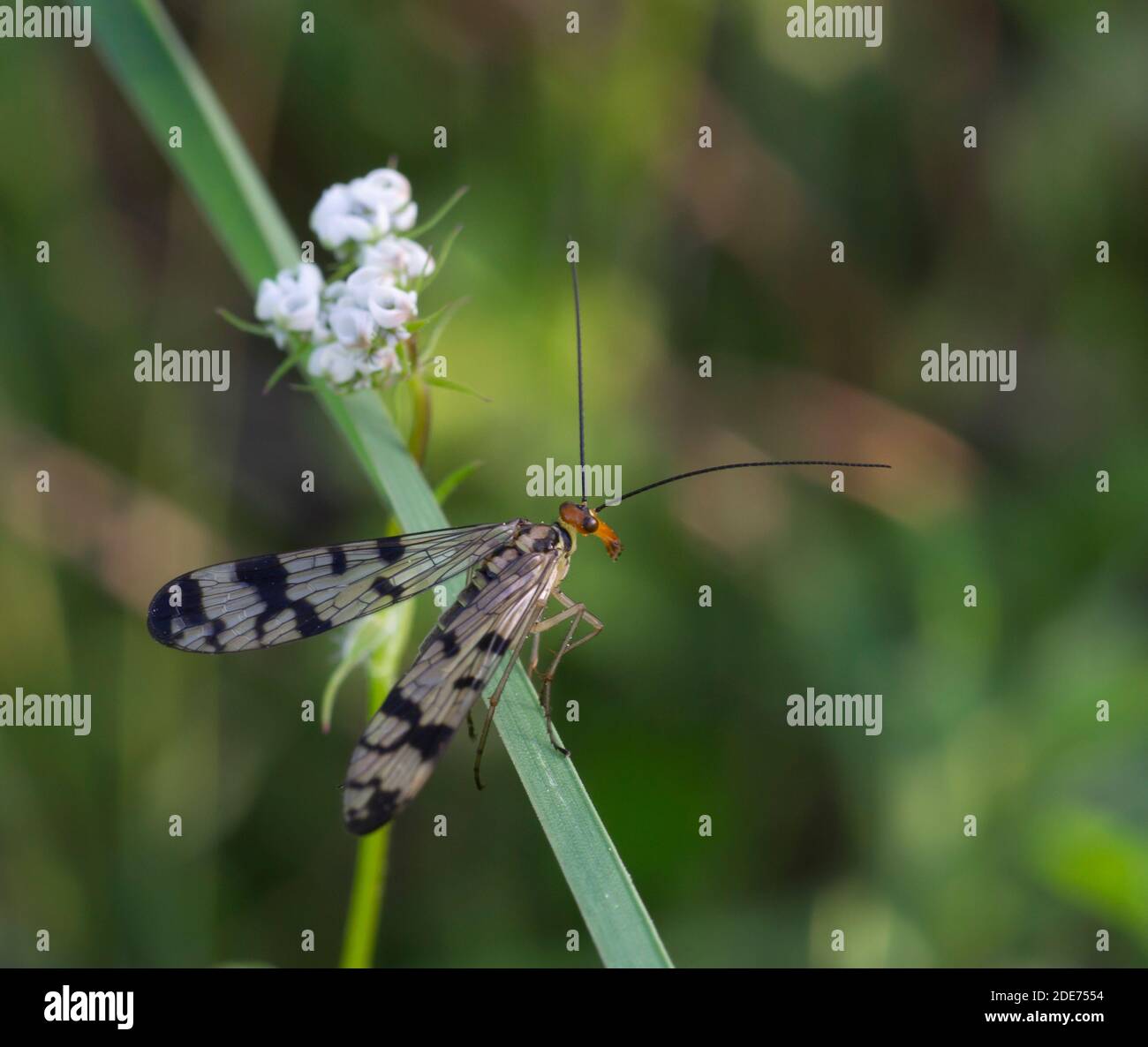 strange insect with black gray elongated narrow wings and orange head ...