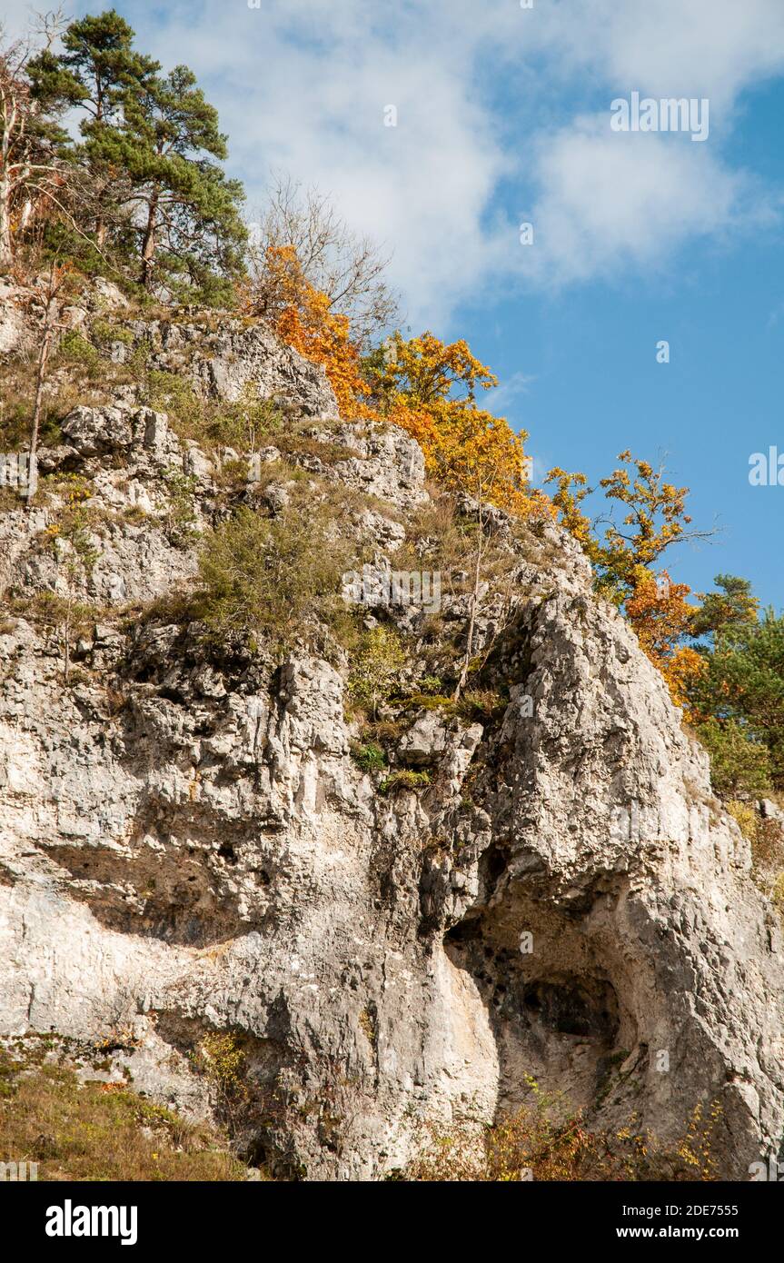 a rockwall of jurassic limestone in swabian alb in germany grown with ...