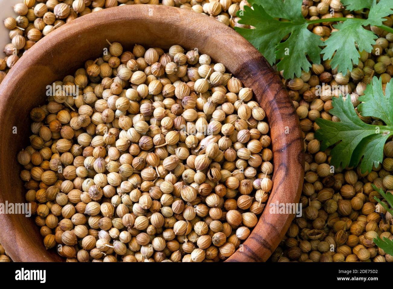 Coriander seeds and leaves close up Stock Photo - Alamy