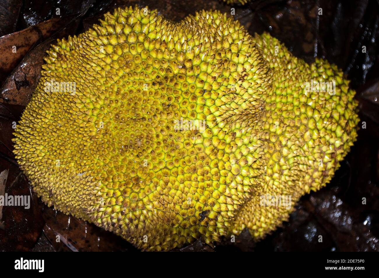 Cross section jack fruit hi-res stock photography and images - Alamy
