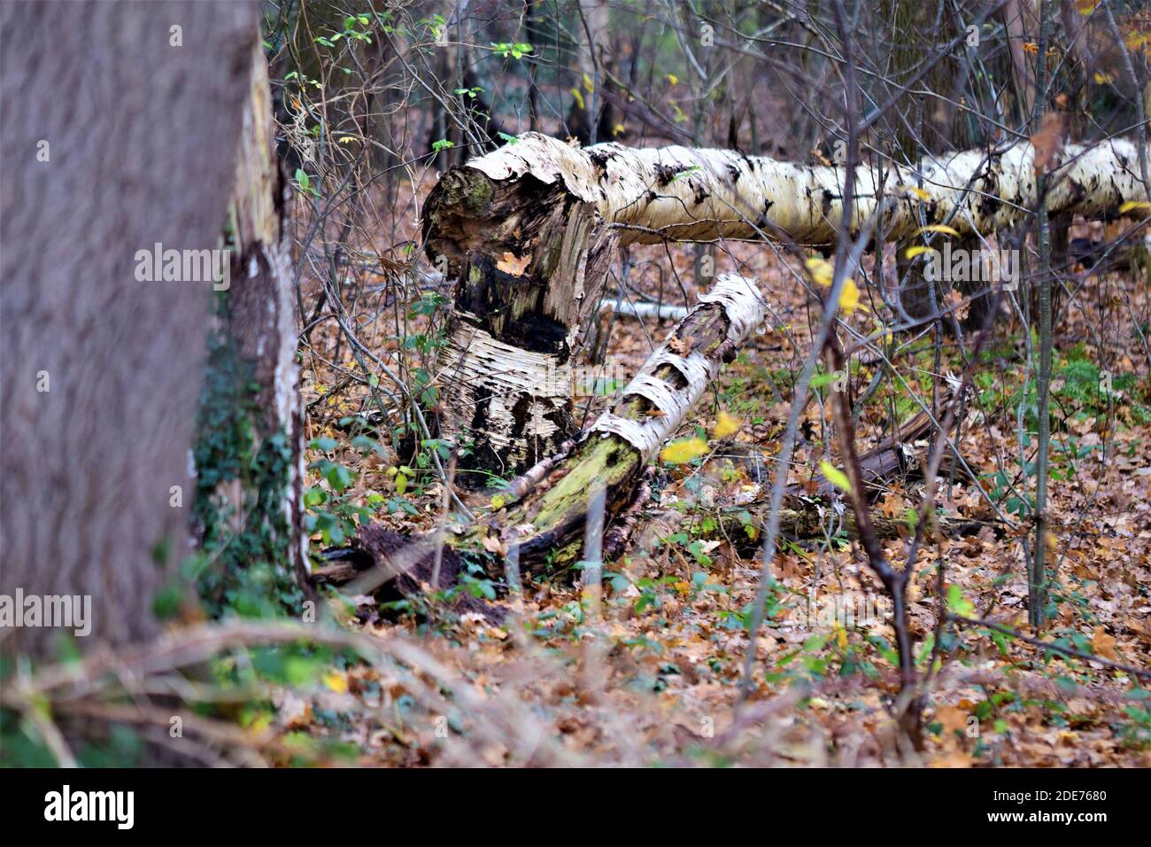 Fallen birch tree hi-res stock photography and images - Alamy