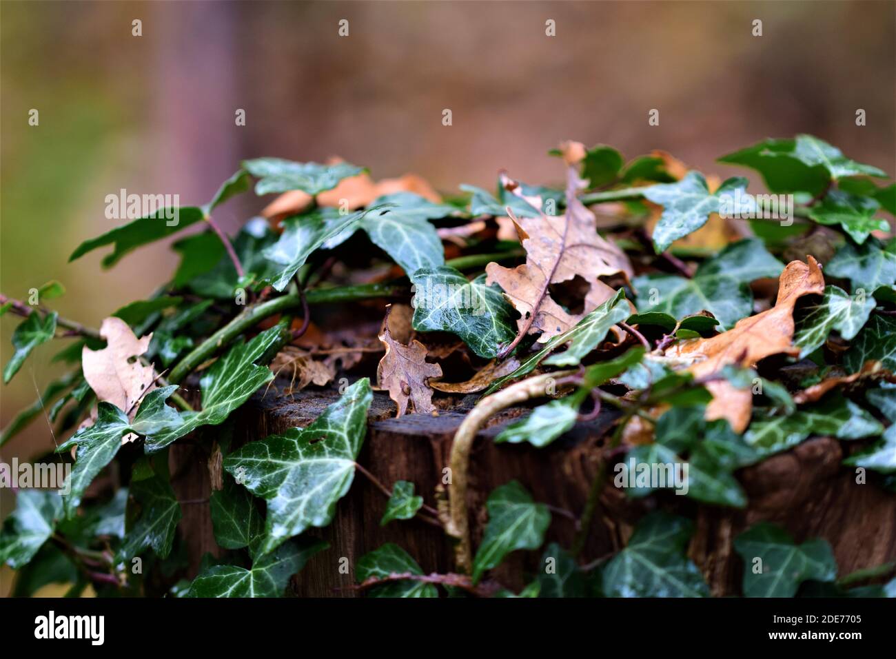 Ivy on pole hi-res stock photography and images - Alamy