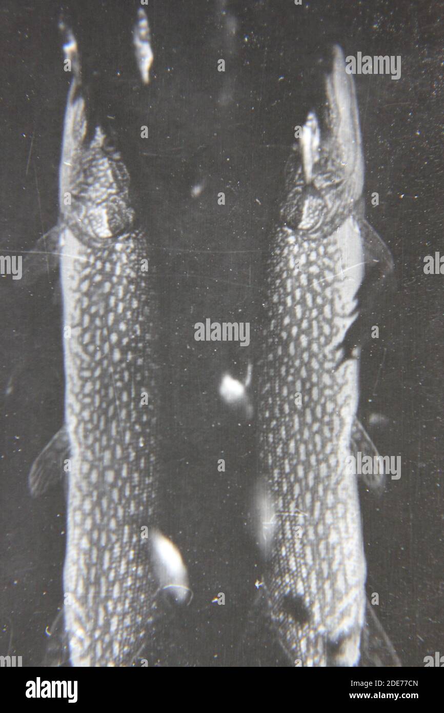 Fine 1970s vintage black and white photography of the natural beauty of ...